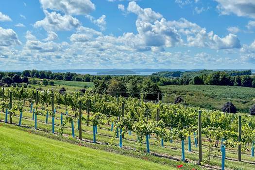 Old Mission Wineries