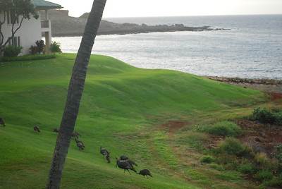 Lanai Homes for Sale | Lanai Real Estate Listings