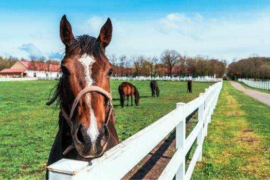 Horse and Equestrian Property in Southern Maryland - Farms and Ranches